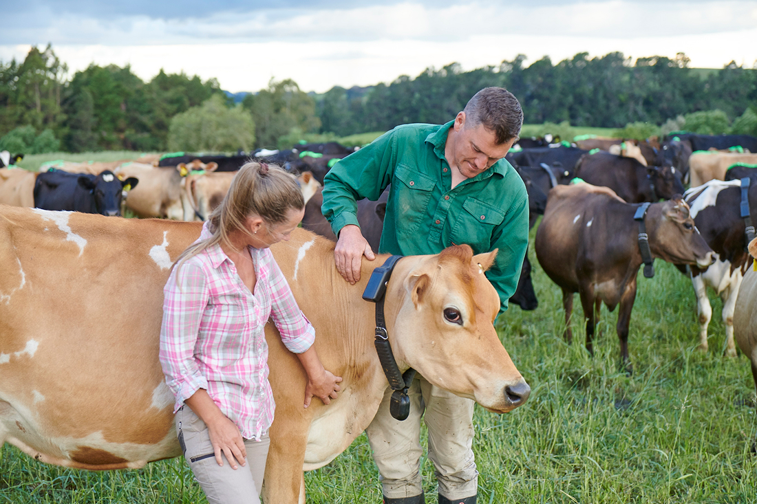 Organic dairy farming gains momentum